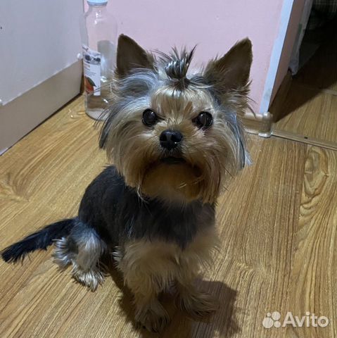 Йоркширский терьер ищет подругу для вязки