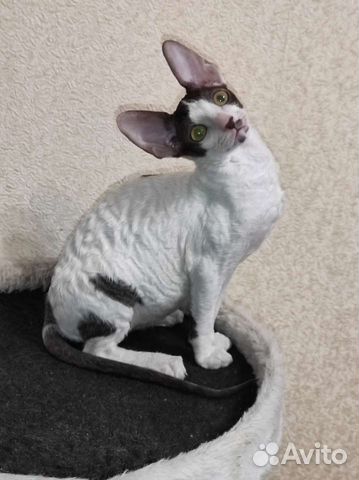 Рексята- котята