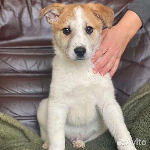 Малышок ищет дом