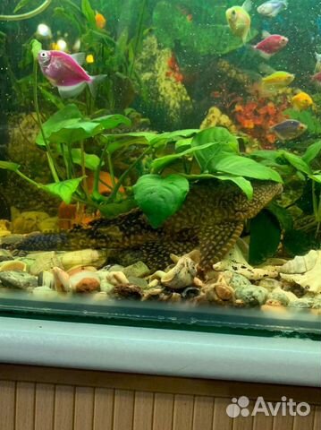 Аквариумные рыбки