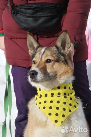 Собака Мика из приюта ищет дом