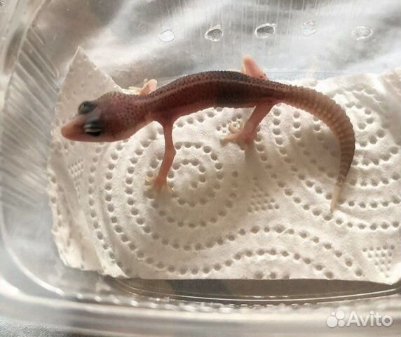 Геккон эублефар самец