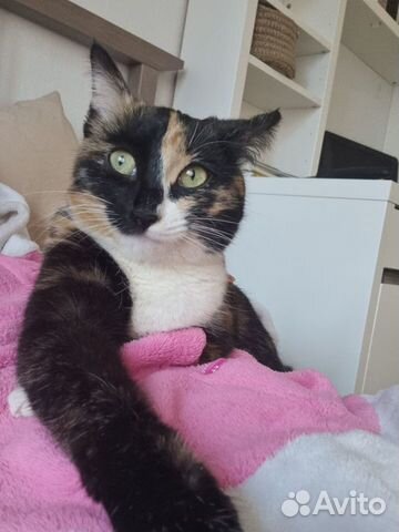 Кошка