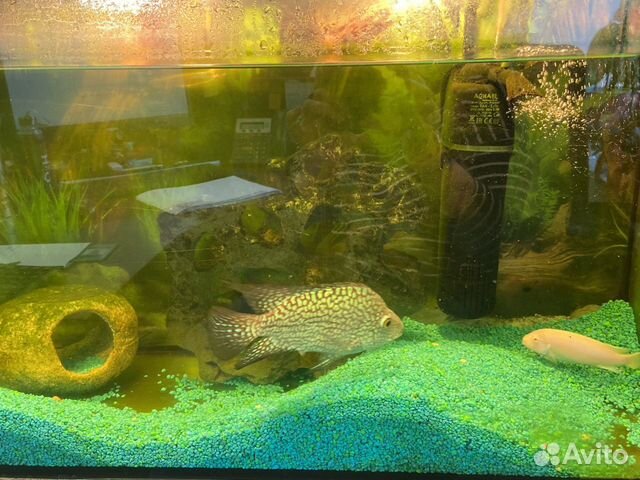 Бриллиантовая цихлазома и белый принц