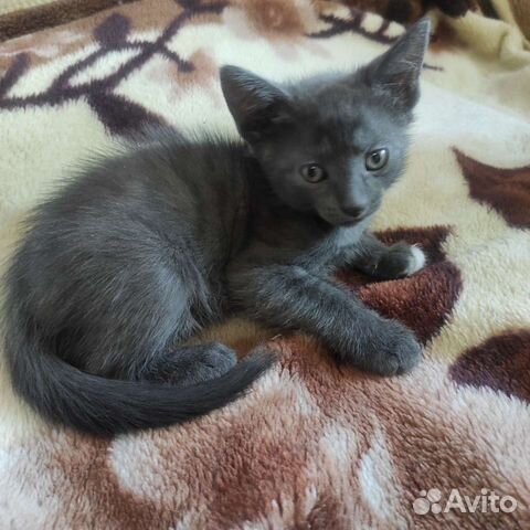 Котята русская голубая мальчик