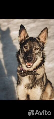 Восточноевропейская овчарка