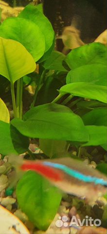 Обменяю Анубиас на роголистник