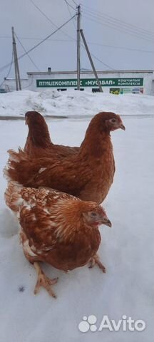 Куры молодки несушки