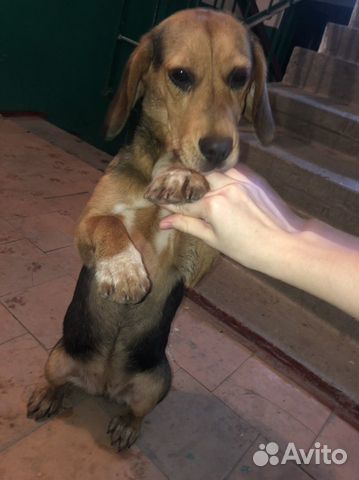 Найдена собака бигль