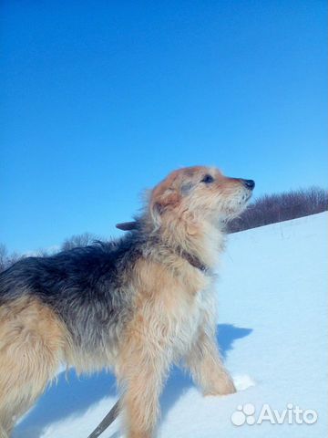 Кузьма - статный красавец с горделивым видом