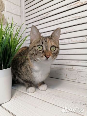 Кошечка ласковая с потрясающими глазами