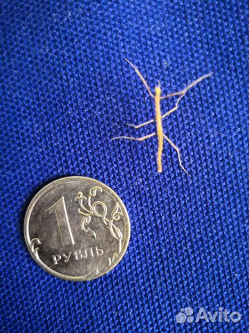 Аннамские палочники