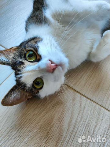 Барс остался один