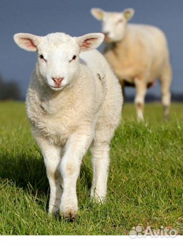 Ягнята