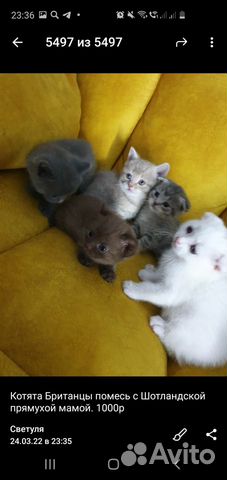 Британские котята