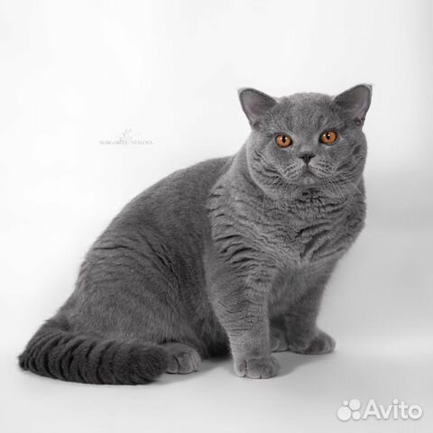 Британский кот