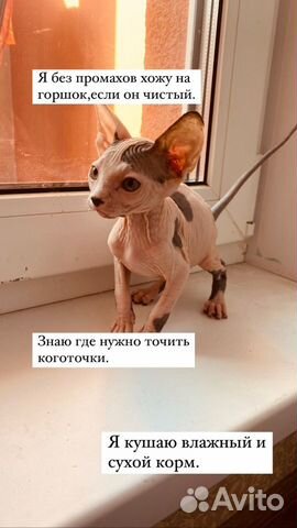 Канадский сфинкс
