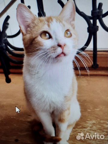 Котенок мальчик в добрые руки