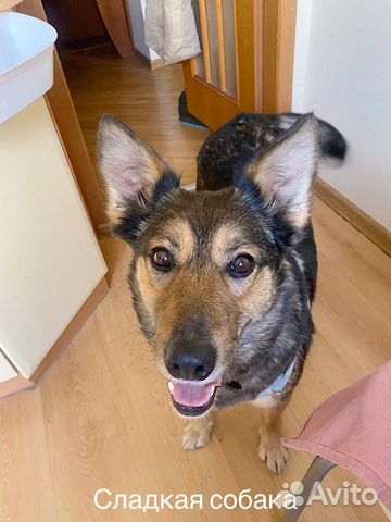 Собака домашняя ищет хозяев