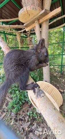 Чёрная кавказская белка