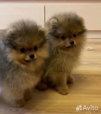 Померанский шпиц медвежьего типа девочка