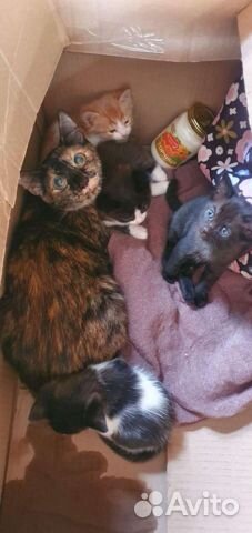 Котята из церкви
