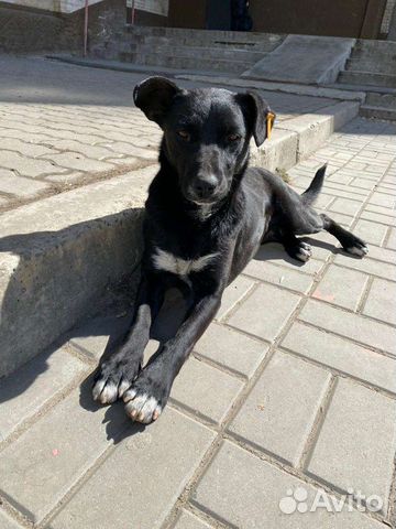 Сирена преданная собака