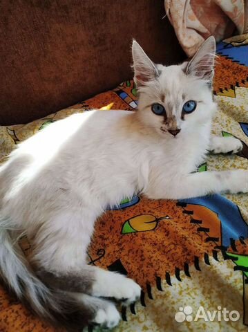 Скоттиш страйт, кошка только в надежные руки