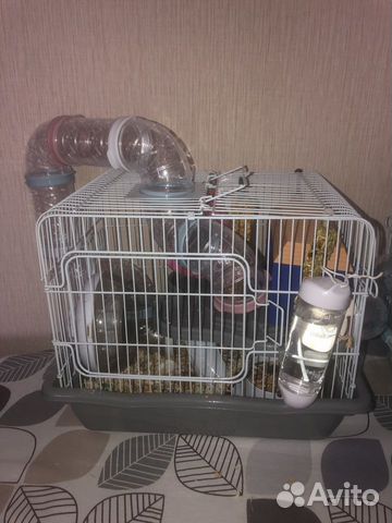 Хомяк с клеткой