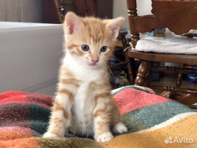 Котенок рыжий,девочка