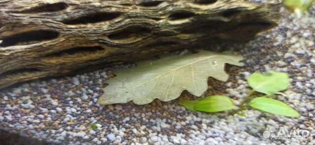 Листья Дуба для аквариума