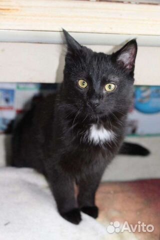 Милый котик Плутон