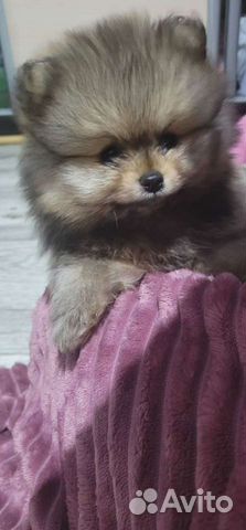Маленький шпиц