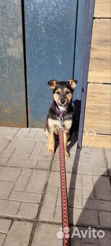 Щенок маленький