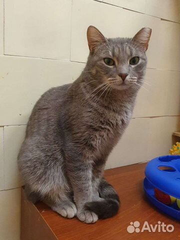 Дымчатая красавица