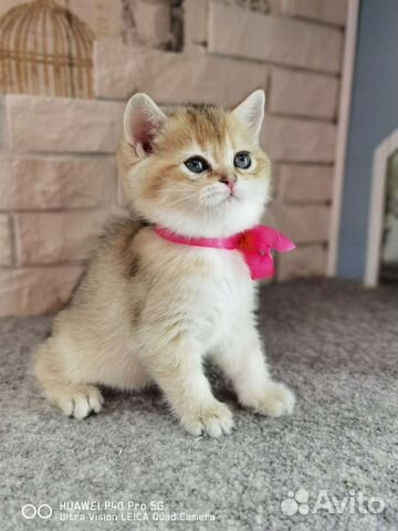 Золотая британская кисуля