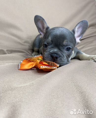 Французский бульдог голубой