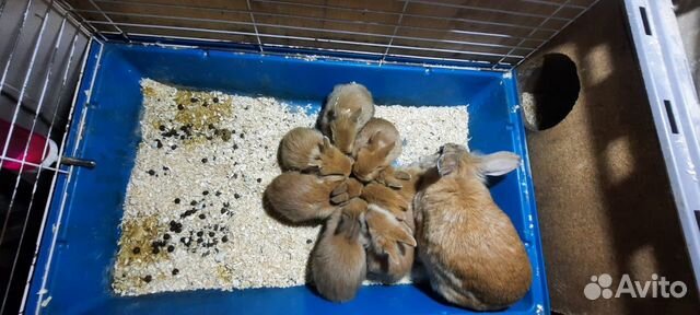 Крольчата месячные, карликовые