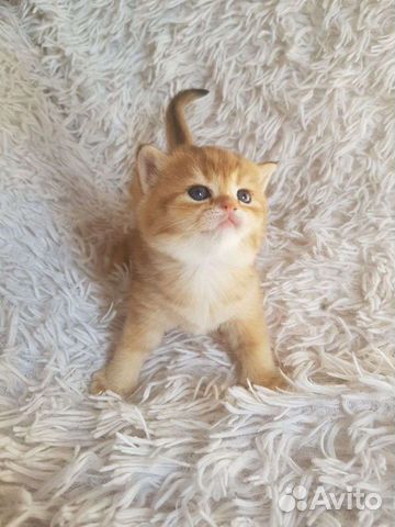 Золотой мальчик