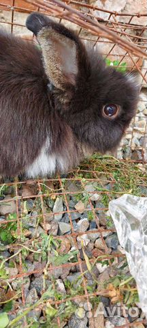 Декоративные кролики