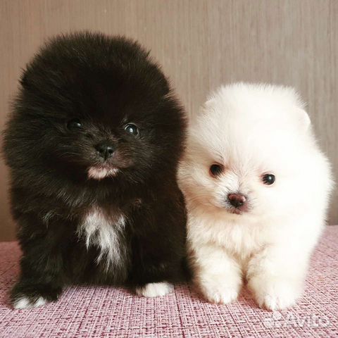 Шпиц Блэкки и Снежинка