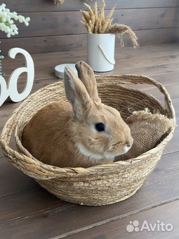 Кролик в добрые руки