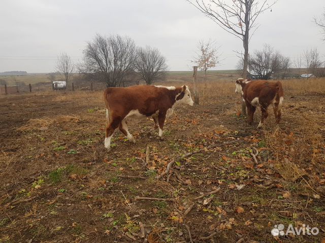 Телки герефорд с племенного предприятия