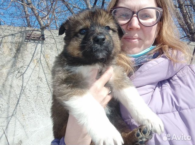 Щенок дворняжки девочка 1 месяц