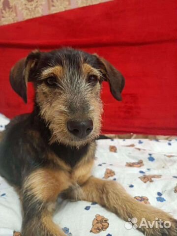 Собака мальчишка бородатик 6 месяцев ищет дом