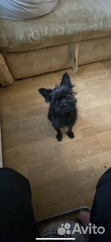 Брюссельский гриффон