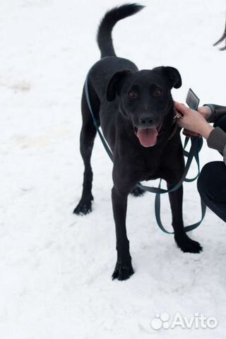 Невероятный крупный Спайк в добрые руки