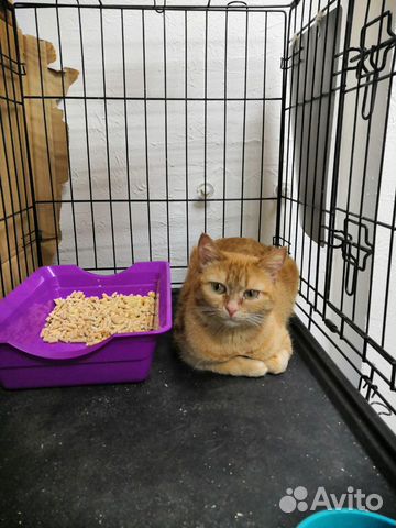 Кошка Тайра ищет дом