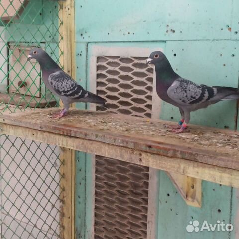 Продажа спортивных голубей