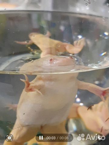 Лягушки шпорцевые